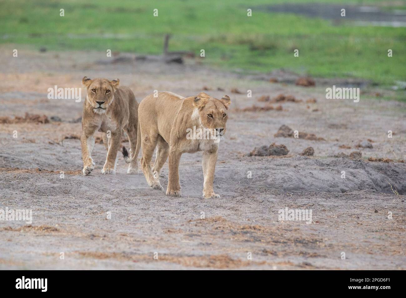 2 lionesses, (Panthera leo), play fight. One animal attacks the other ...
