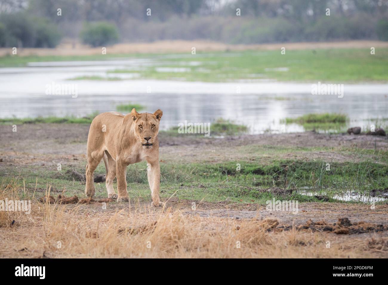 Lioness, (Panthera leo), front view of the adult female lion strolling ...