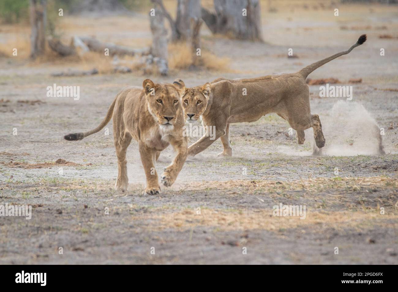 2 lionesses, (Panthera leo), play fight. One animal attacks the other ...