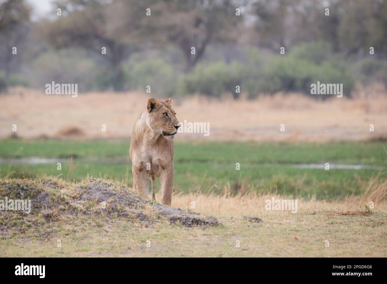 Lioness, Panthera leo, front view of the adult female lion observing ...