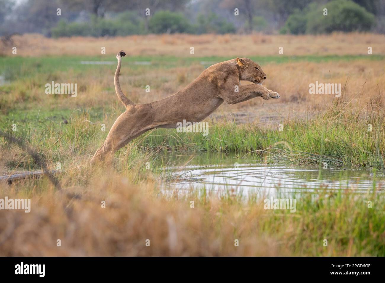 Lioness jumps hi-res stock photography and images - Alamy