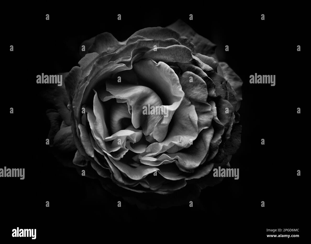 Unique pattern flowers leaf Black and White Stock Photos & Images - Alamy