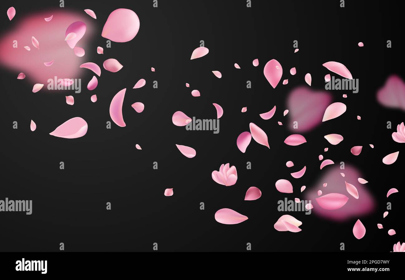 Symbol of Japanese culture.Flying fragile pink and white sakura petals ...