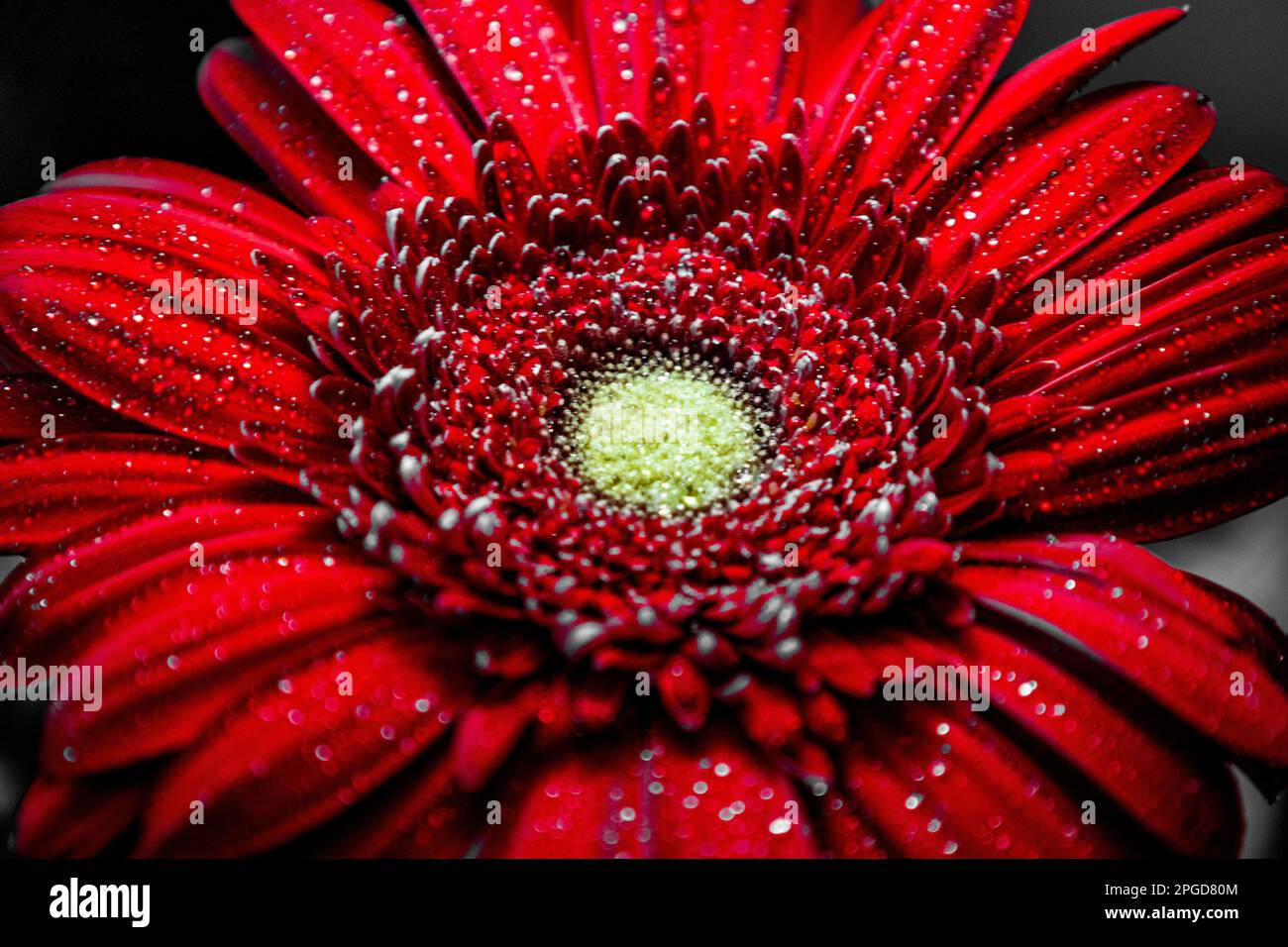 Red colored flower hi-res stock photography and images - Alamy