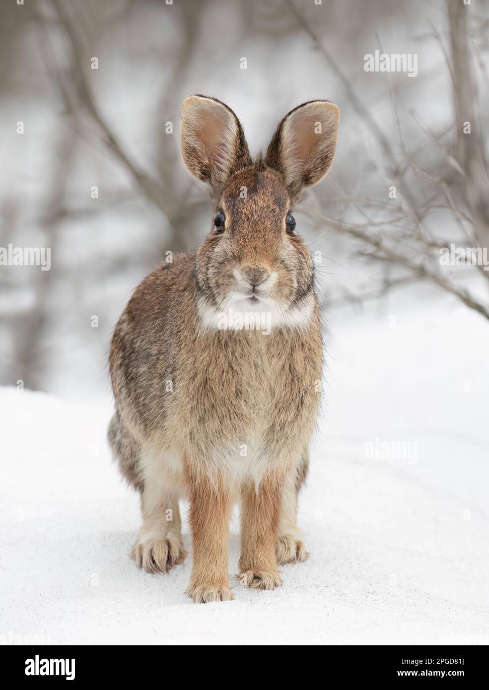 Cute young cottontail rabbit in hi-res stock photography and images - Alamy