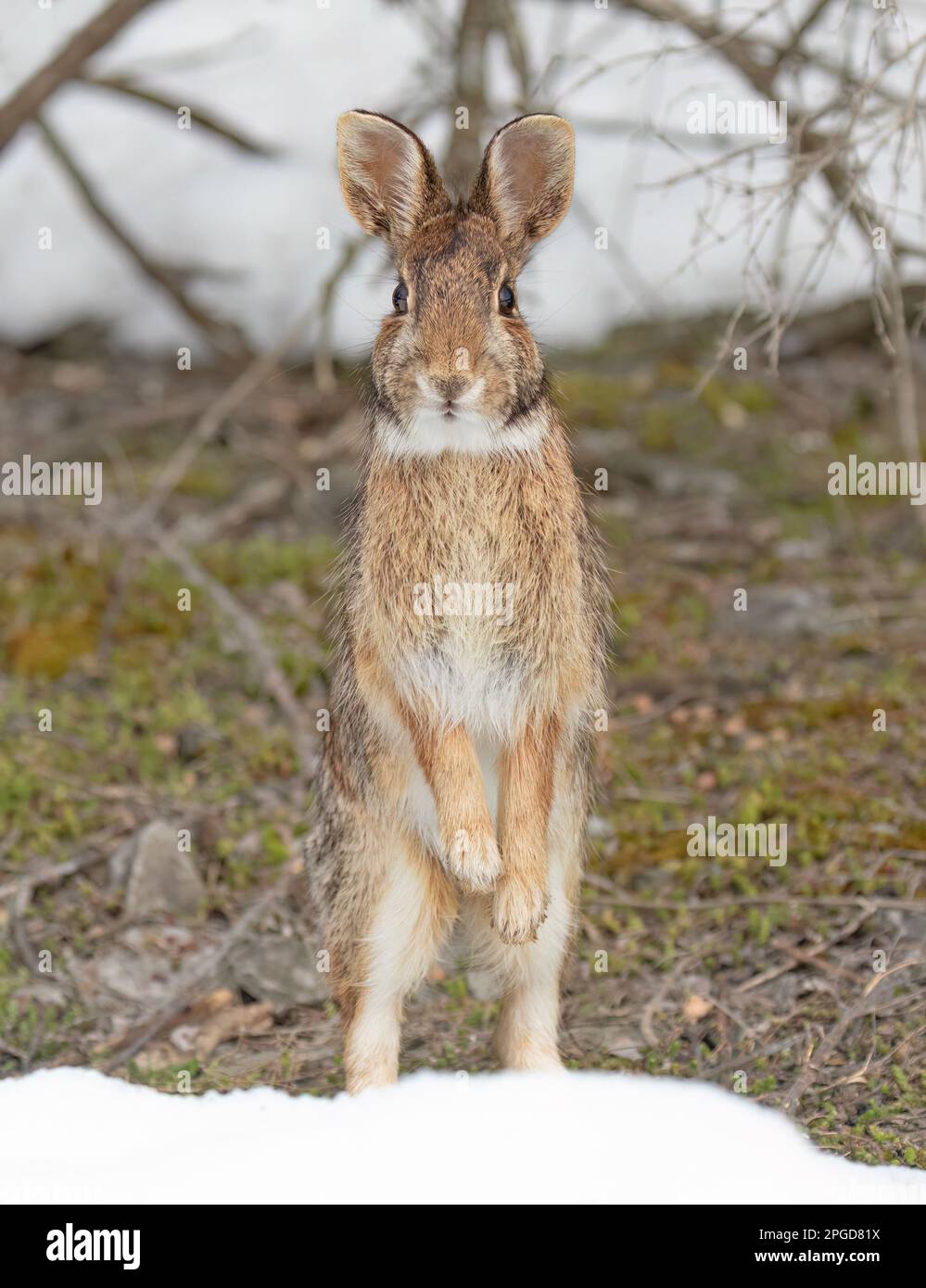 Eastern cottontail rabbit standing on its hind legs in a winter forest ...
