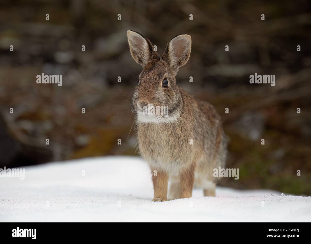 Eastern cottontail isolated hi-res stock photography and images - Alamy