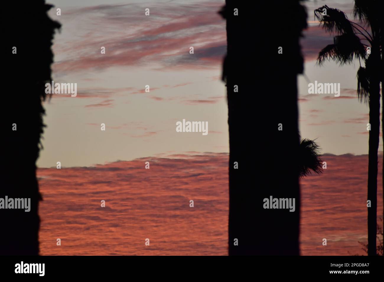 Early morning palm tree silhouettes in front of a pink red orange and ...