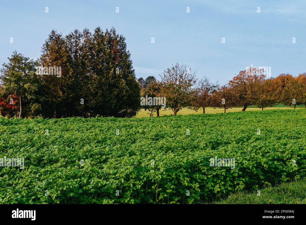 Tree, field, meadow and forest, blue sky - Autumn Season. Fall in the ...