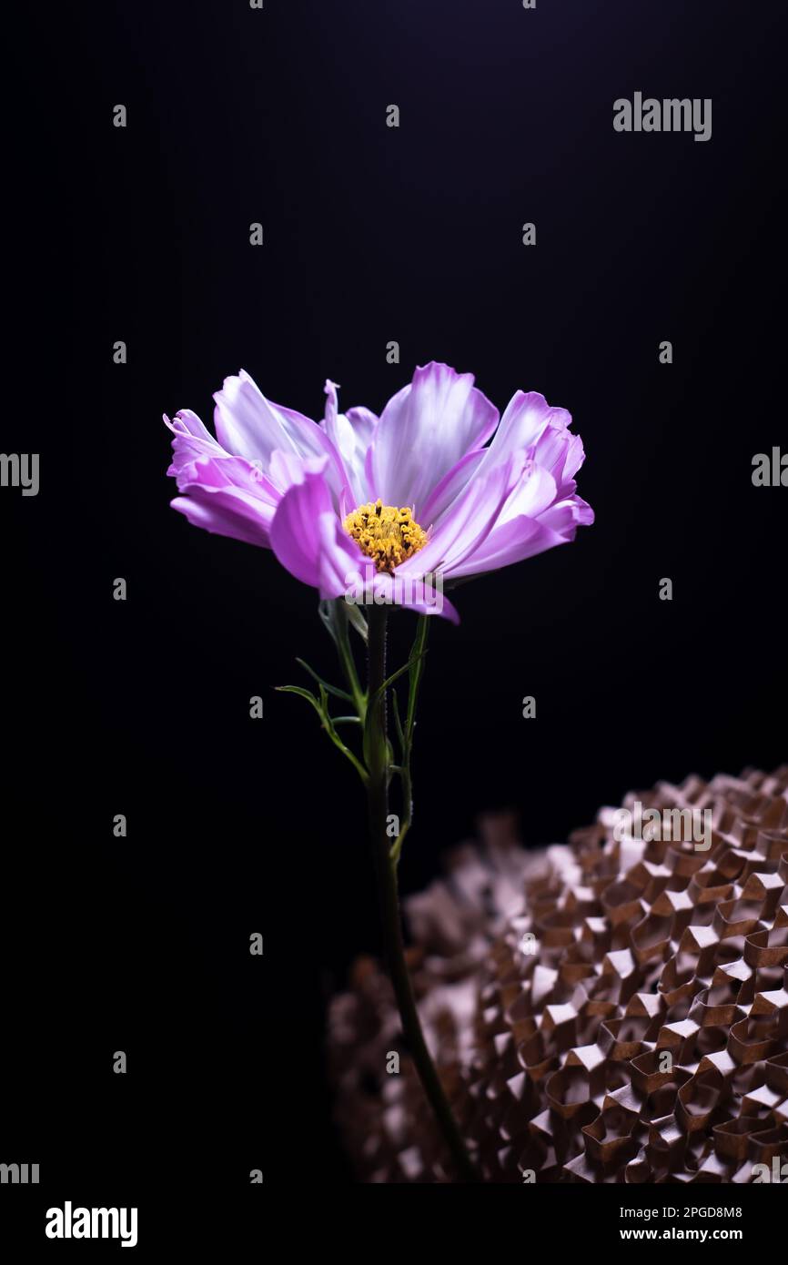 Black cosmos flower hi-res stock photography and images - Alamy