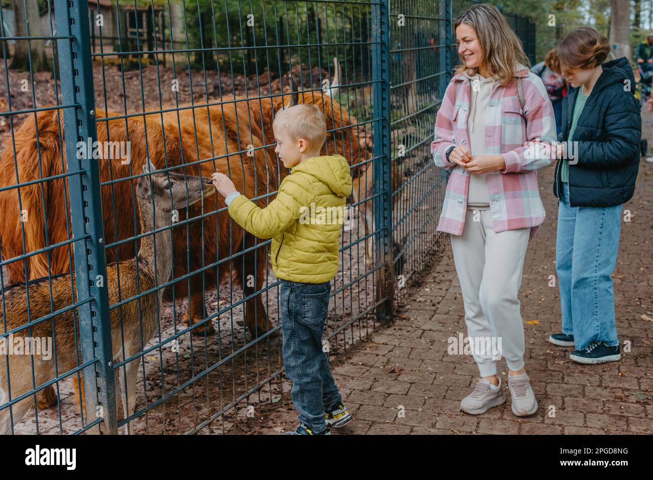 Family with child in zoo feeds buffalo. Happy family, young mother with ...