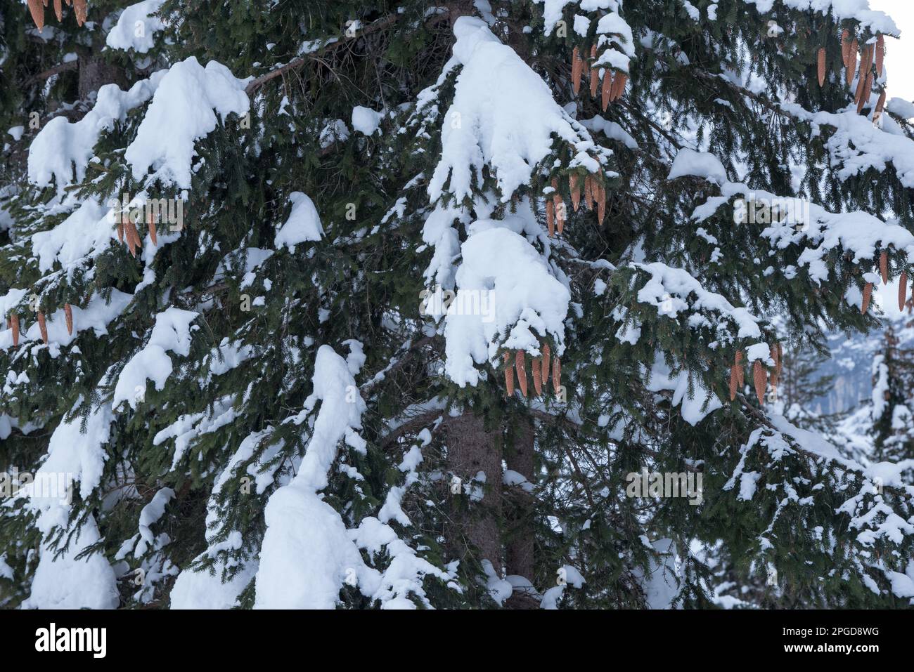 il paesaggio innevato delle dolomiti, la neve e la sua bellezza, il ...