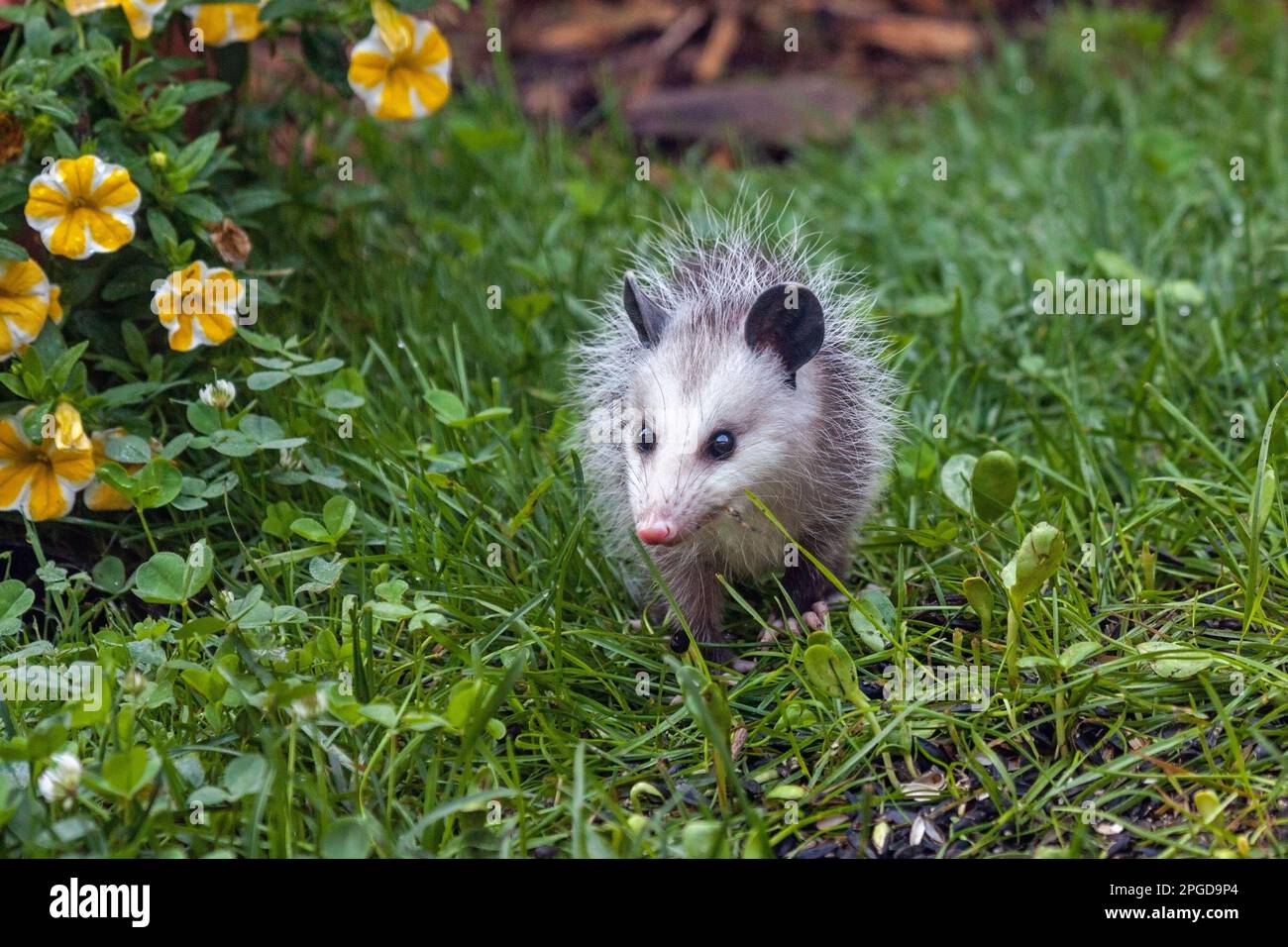 An opossum searches for fallen seeds in the green grass of a backyard ...