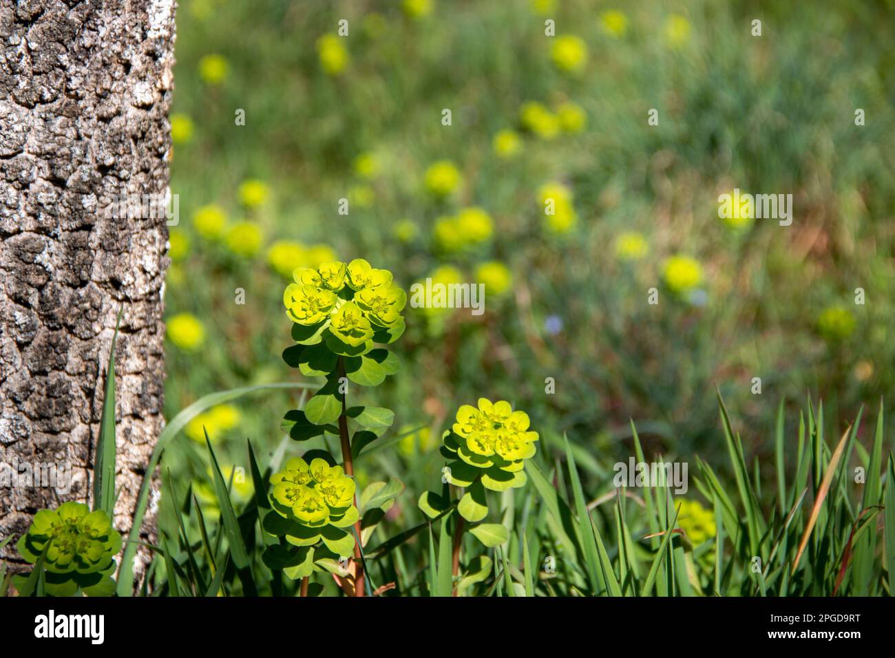 Wild spurge flower in its natural environment, surrounded by green ...