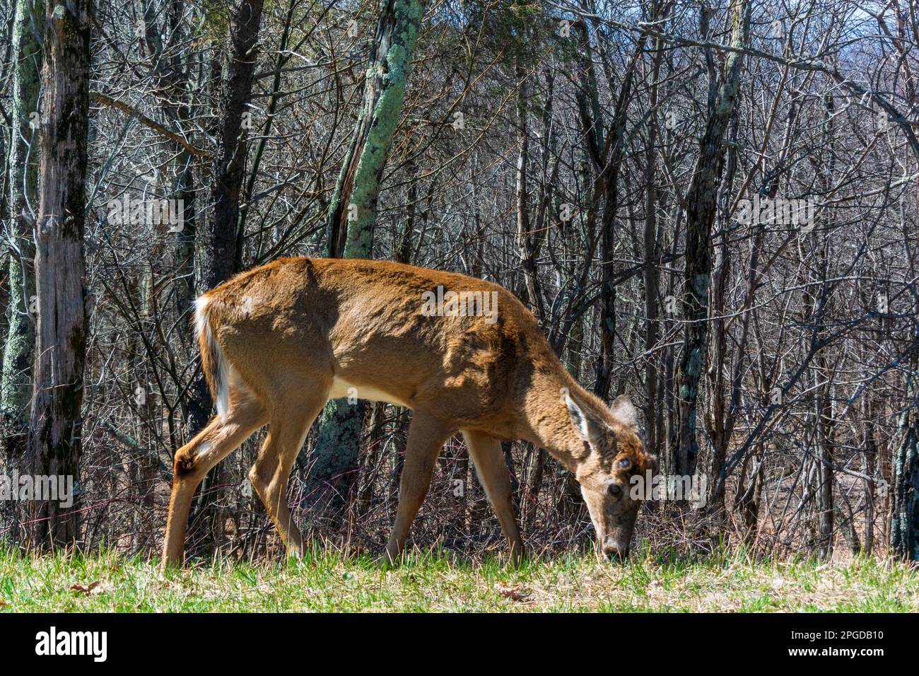 View of wild animals in forest Stock Photo - Alamy