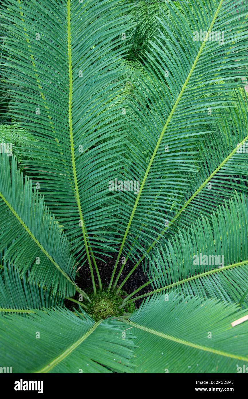 Cycad cycas hi-res stock photography and images - Alamy