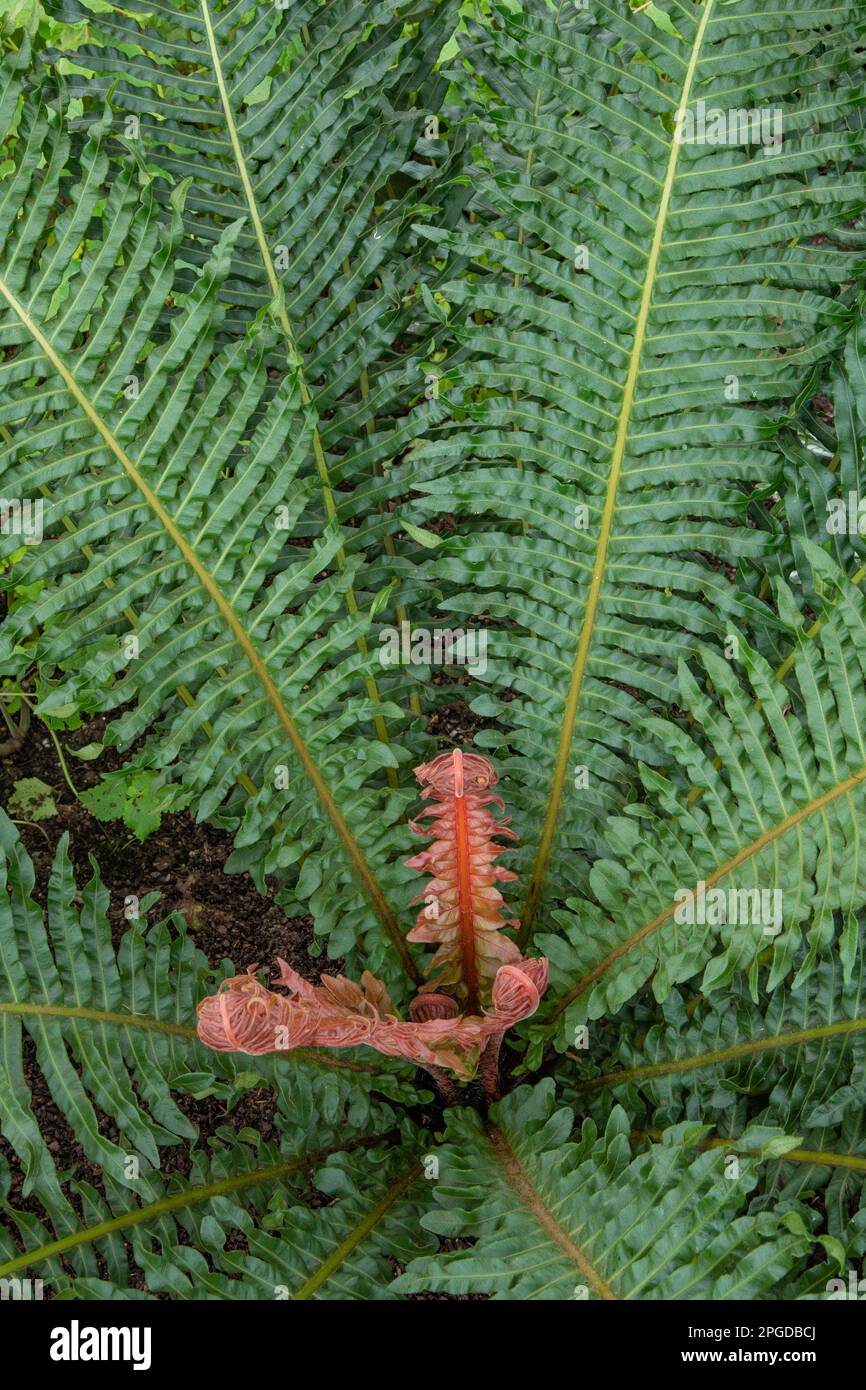 Frond hi-res stock photography and images - Alamy