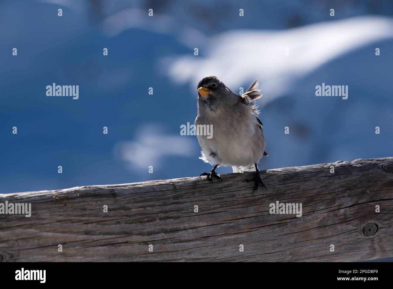 Uccello come fauna hi-res stock photography and images - Alamy