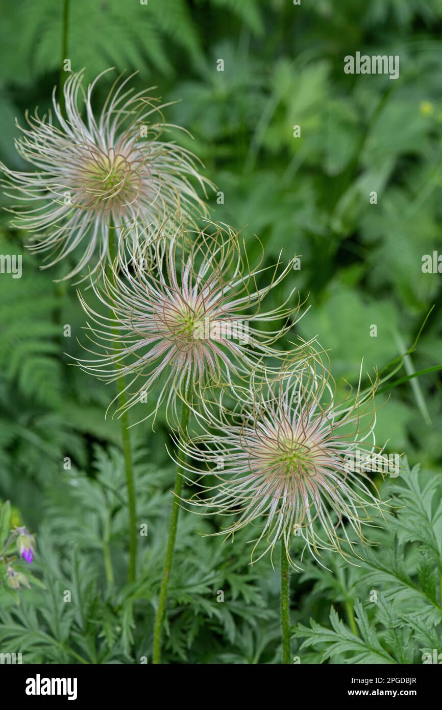 Alpine Pasque Flower: Pulsatilla alpina. Seed heads. Swiss Alps Stock ...