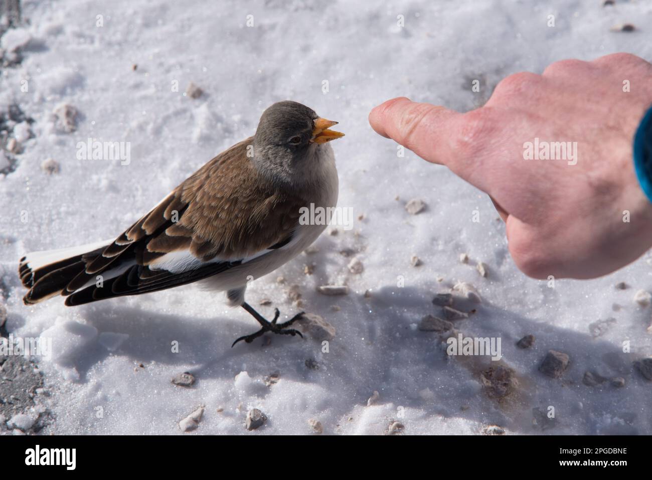 Uccello come fauna hi-res stock photography and images - Alamy