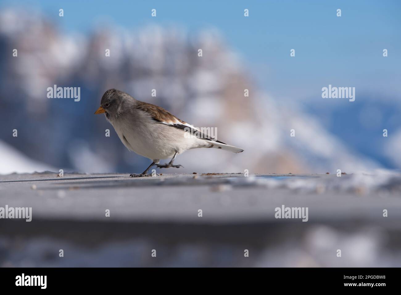 Uccello come fauna hi-res stock photography and images - Alamy