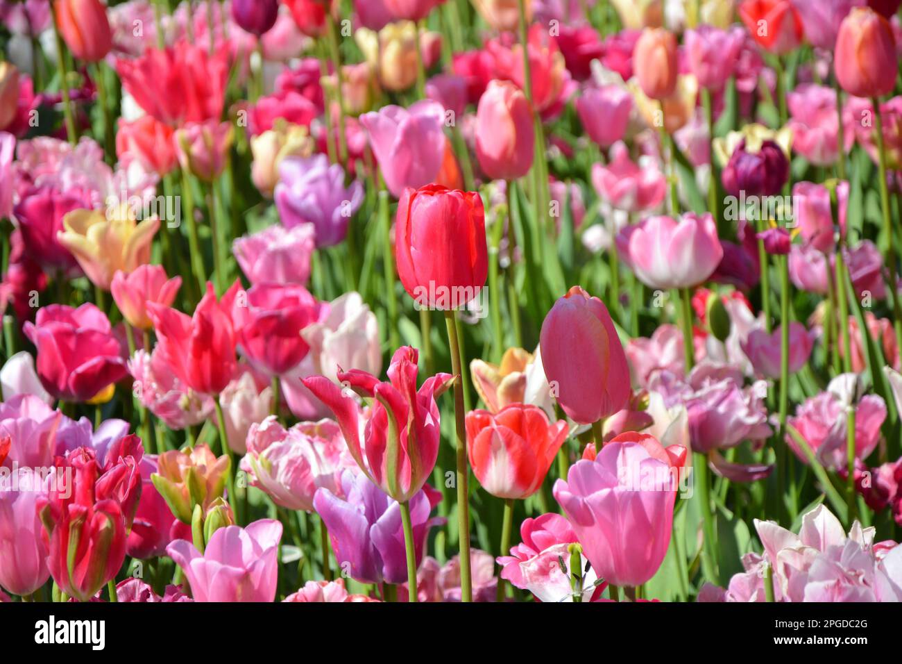 Pink bright tulips varieties background. Keukenhof garden, Netherlands ...