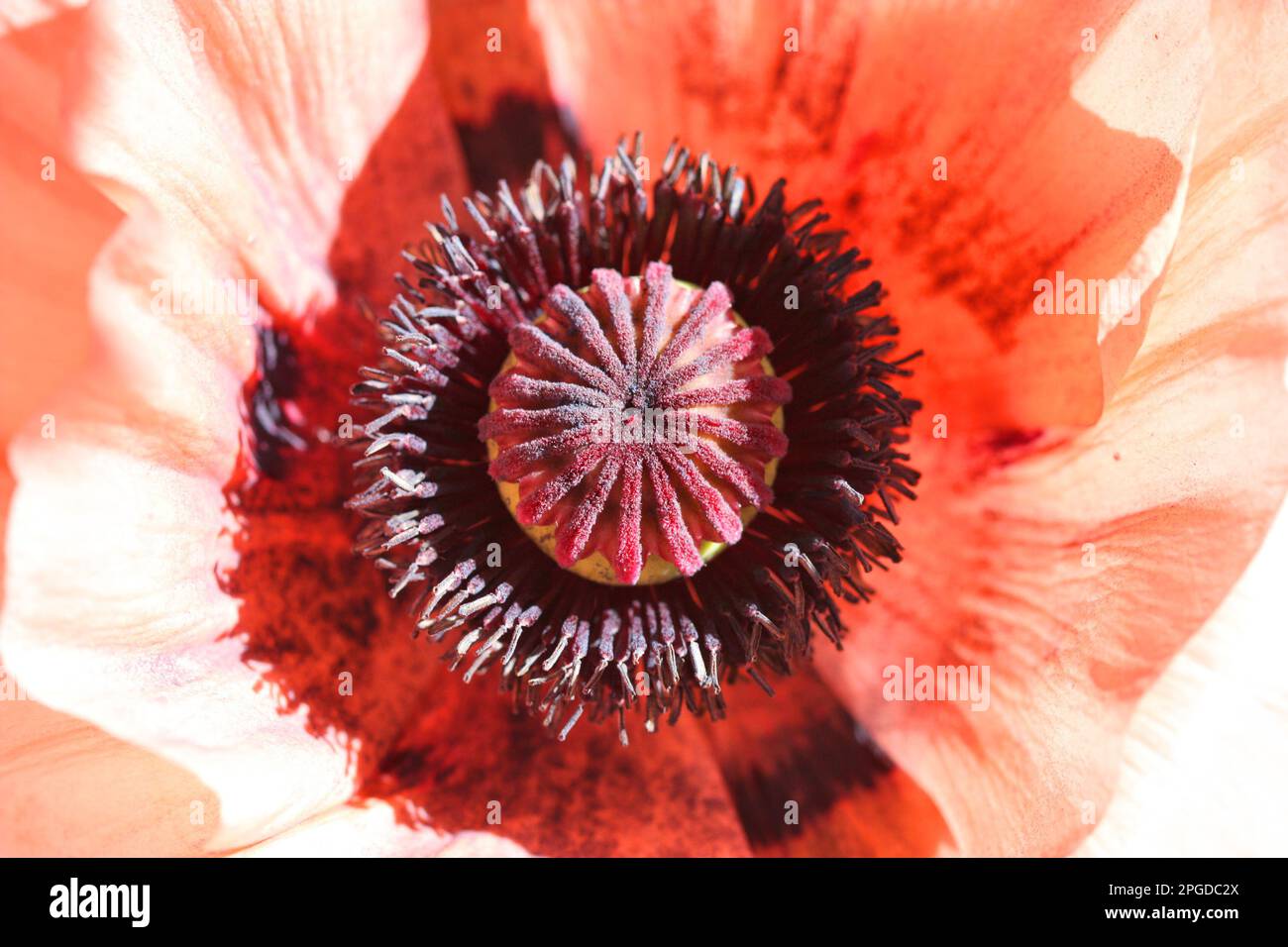 Oriental poppy flower close up of stamens and pistil. Bright coral ...