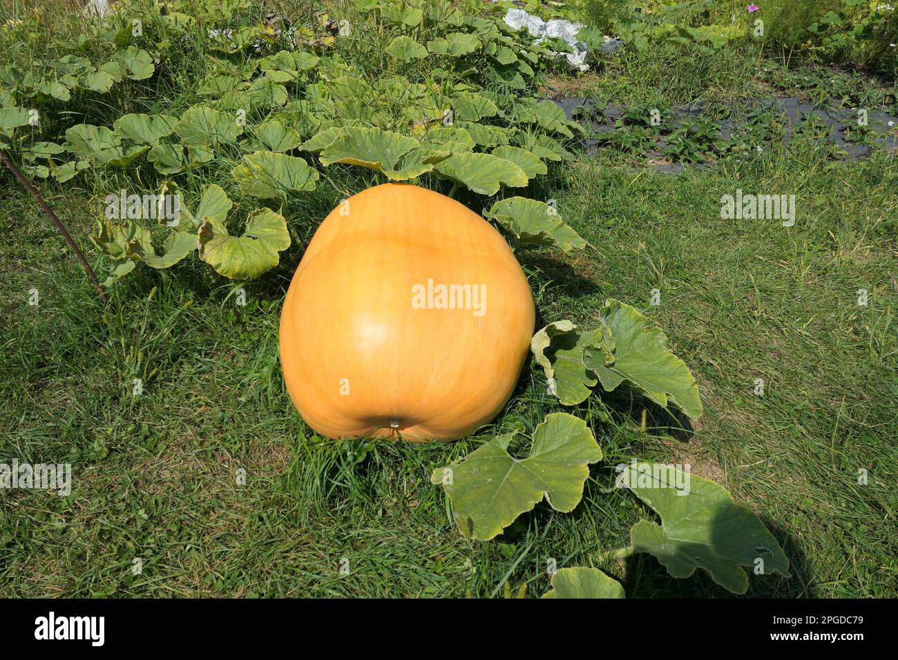 Atlantic Giant pumpkin growing on plant in the garden Stock Photo - Alamy