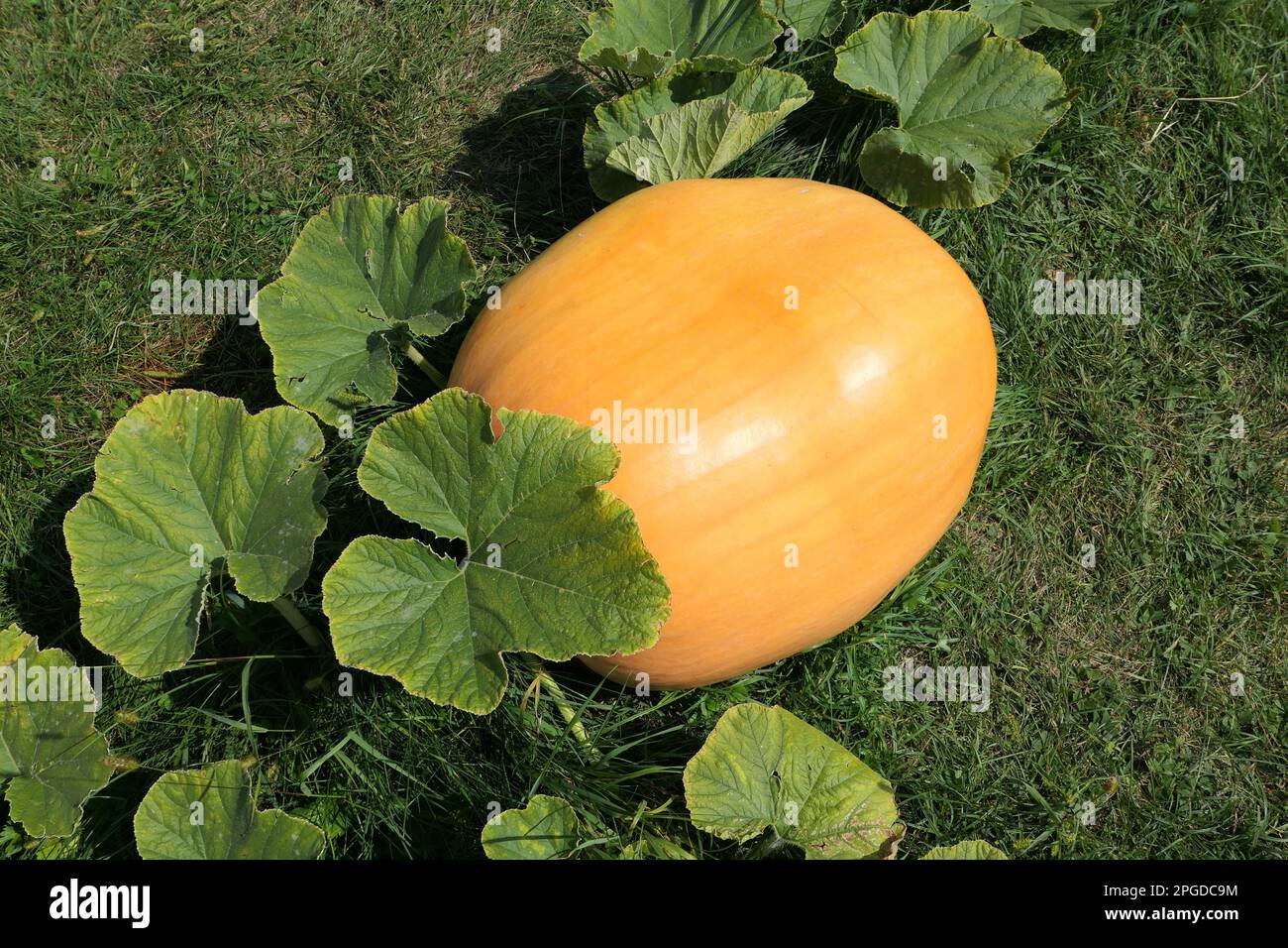 Atlantic Giant pumpkin growing on plant in the garden Stock Photo - Alamy