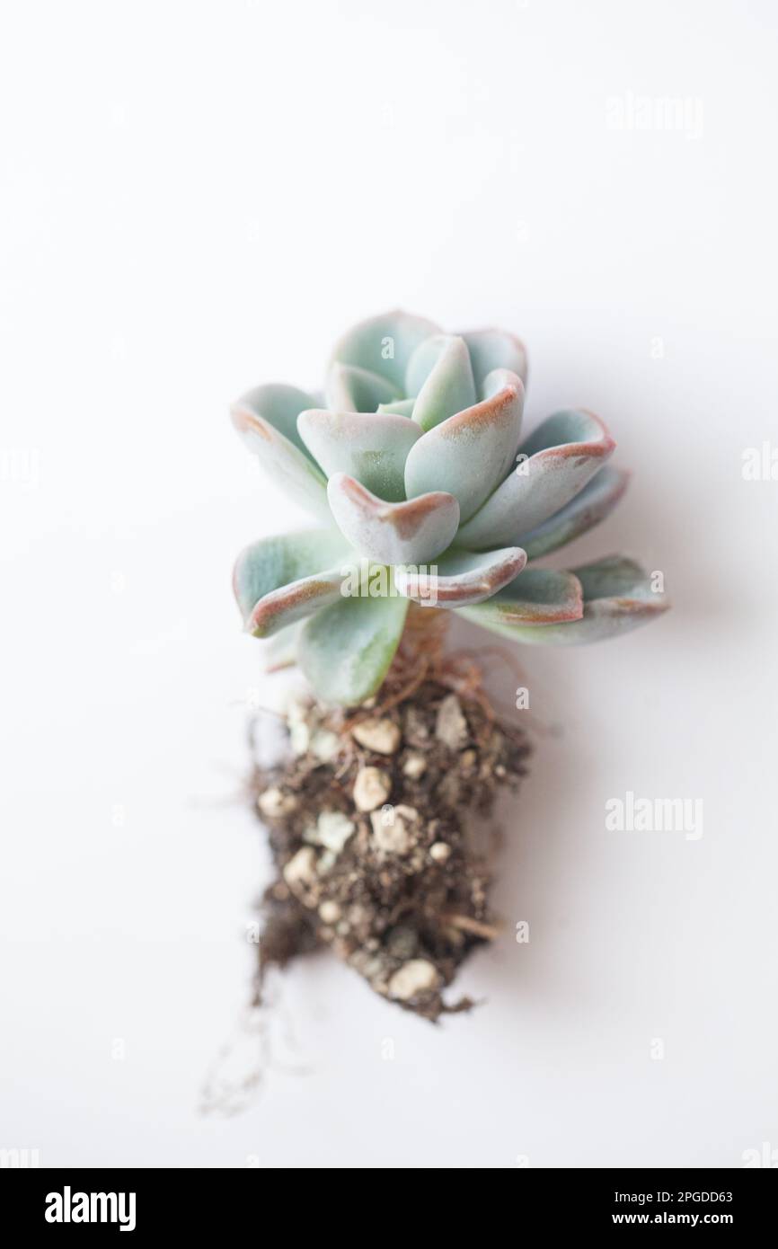 Succulent propagation. Echeveria orpet plant rosette with root on white ...