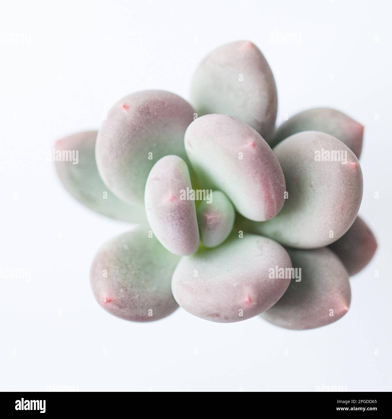 Succulent flower. Pastel color Pachyphytum or Pachyveria blue haze ...