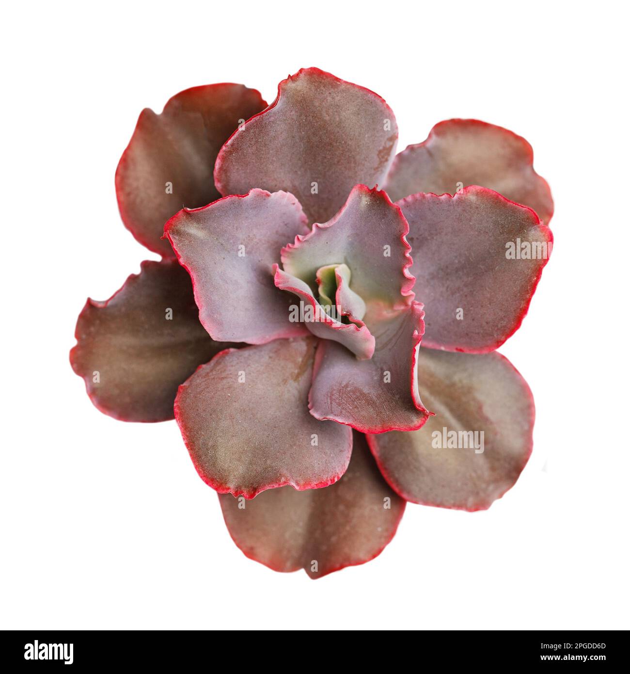 Colorful bright red echeveria fire light plant isolated on white ...