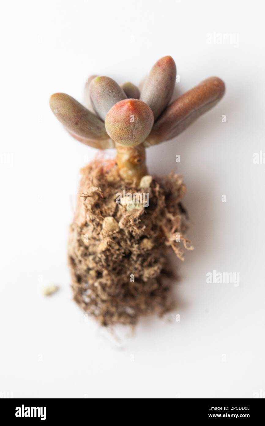 Pachyphytum plant, stem with leaves and roots on white. Succulent ...