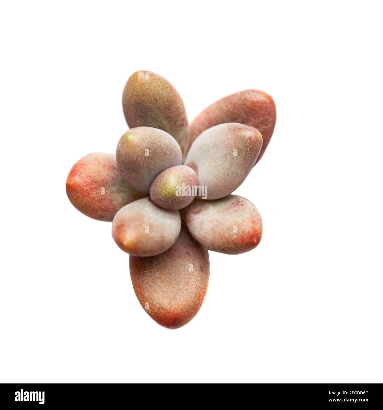 Pachyphytum Werdermannii isolated on white. Orange plant rosette top ...