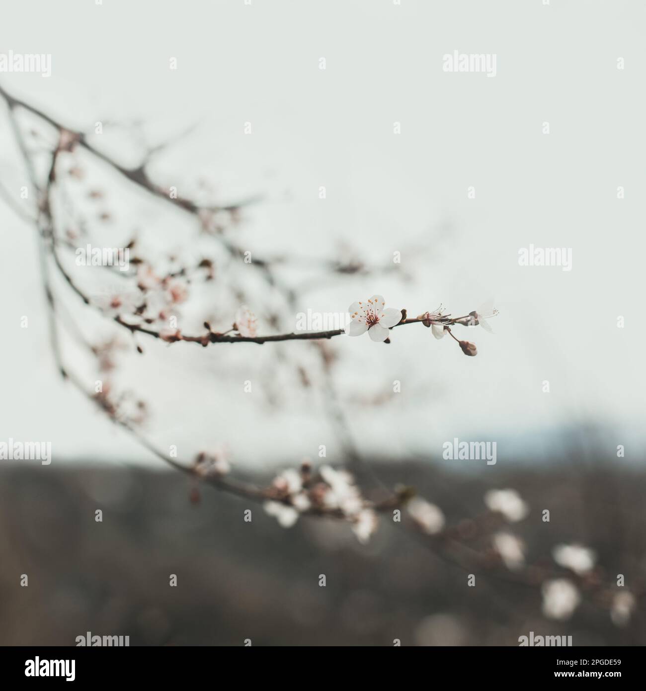 Orchard border hi-res stock photography and images - Alamy