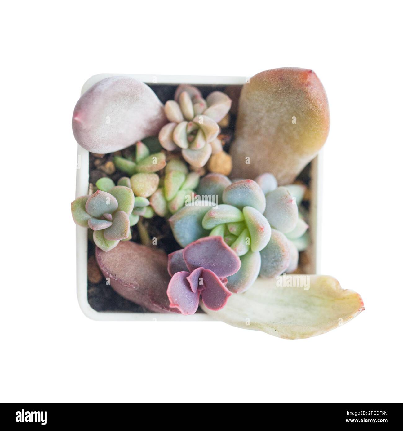 Sedum succulent small fleshy leaves Cut Out Stock Images & Pictures - Alamy