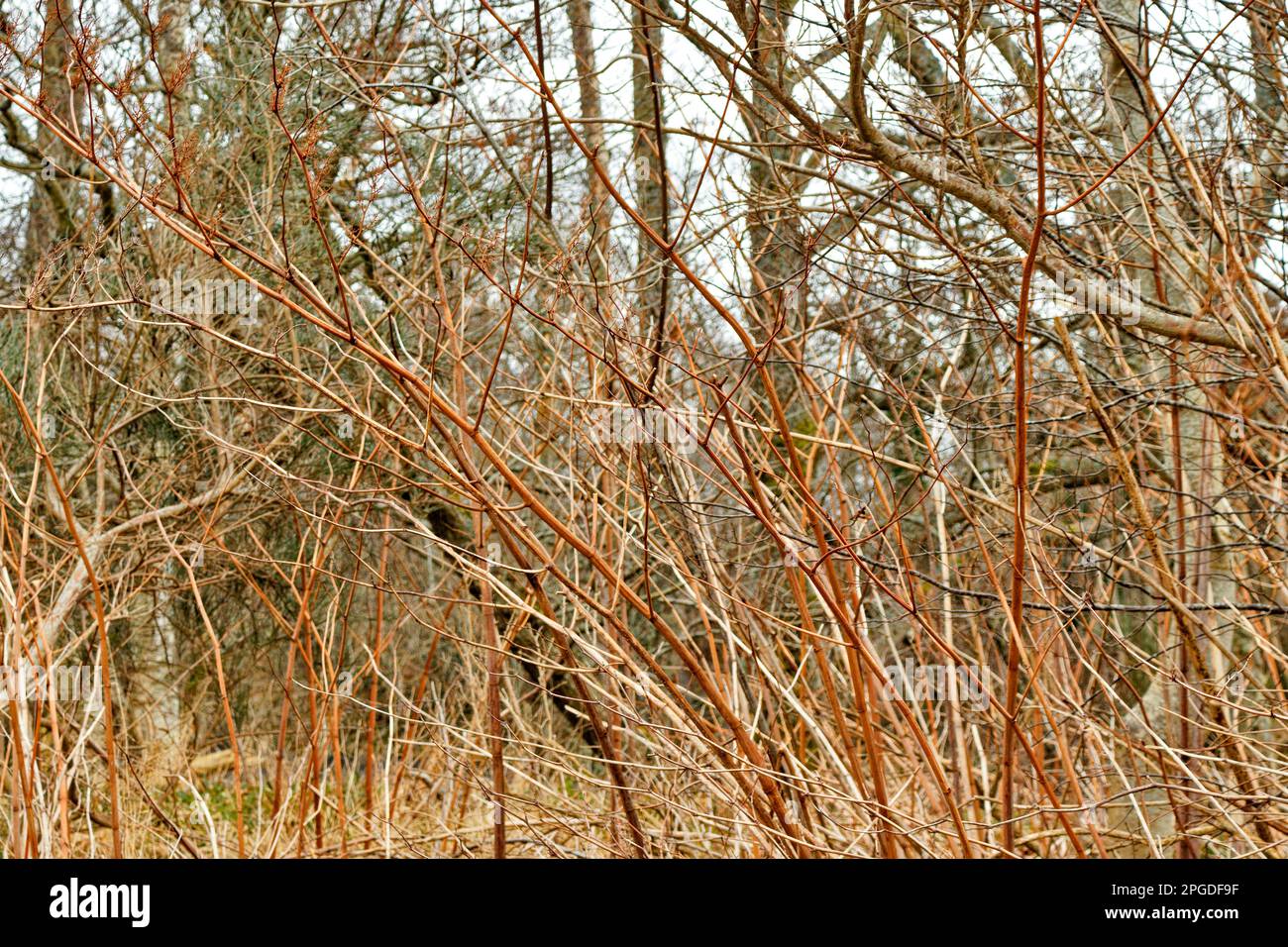 JAPANESE KNOTWEED Reynoutria japonica growing between trees the ...