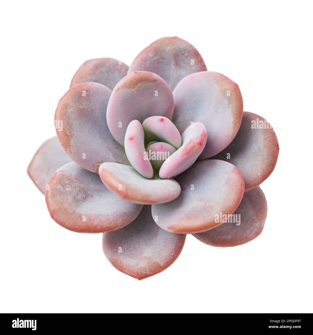 Orpet hi-res stock photography and images - Alamy