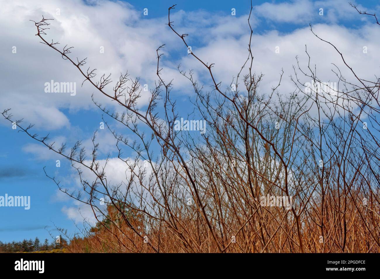 JAPANESE KNOTWEED Reynoutria japonica tall stems and flowers of the ...