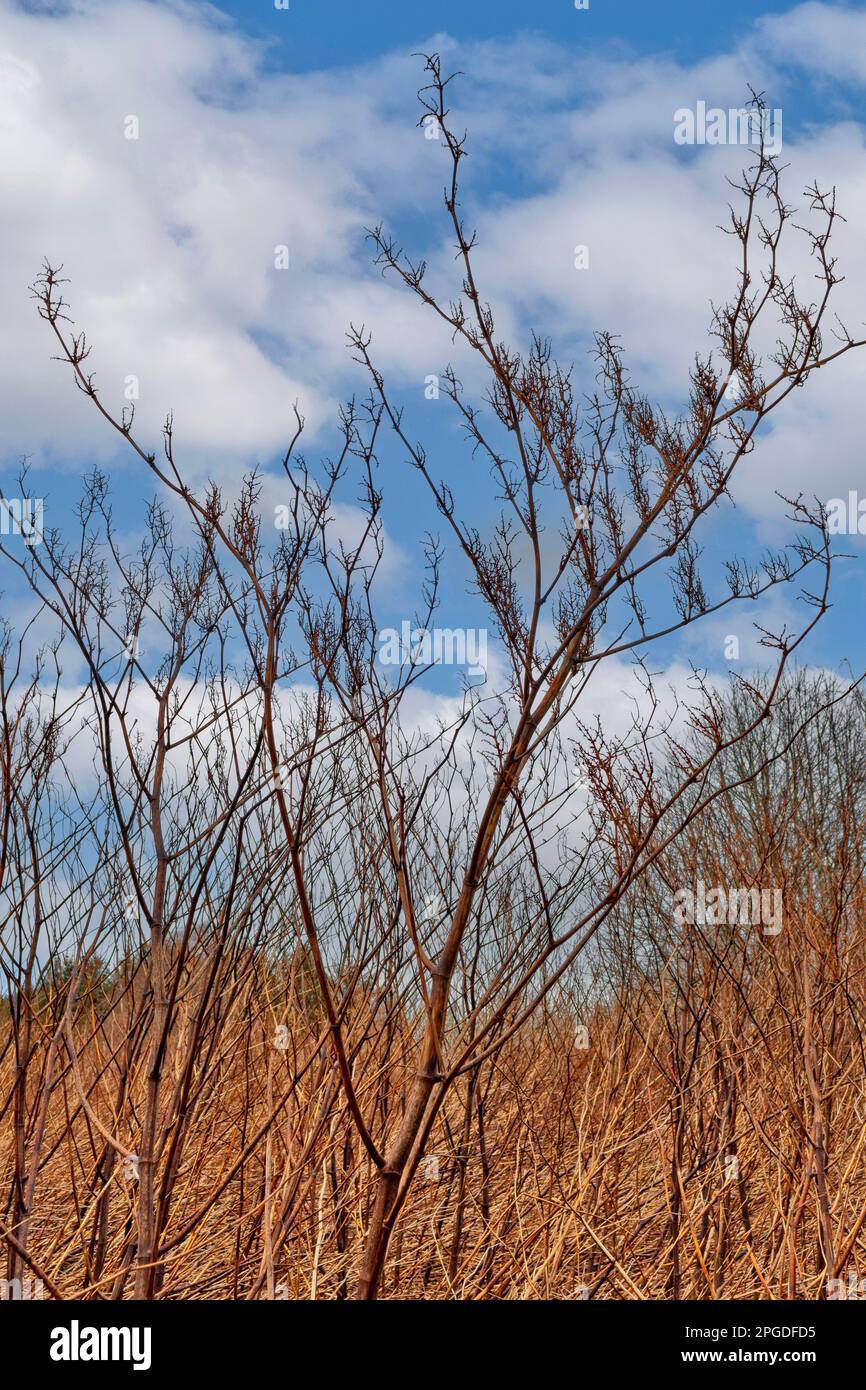 JAPANESE KNOTWEED Reynoutria japonica tall stems of the invasive brown ...