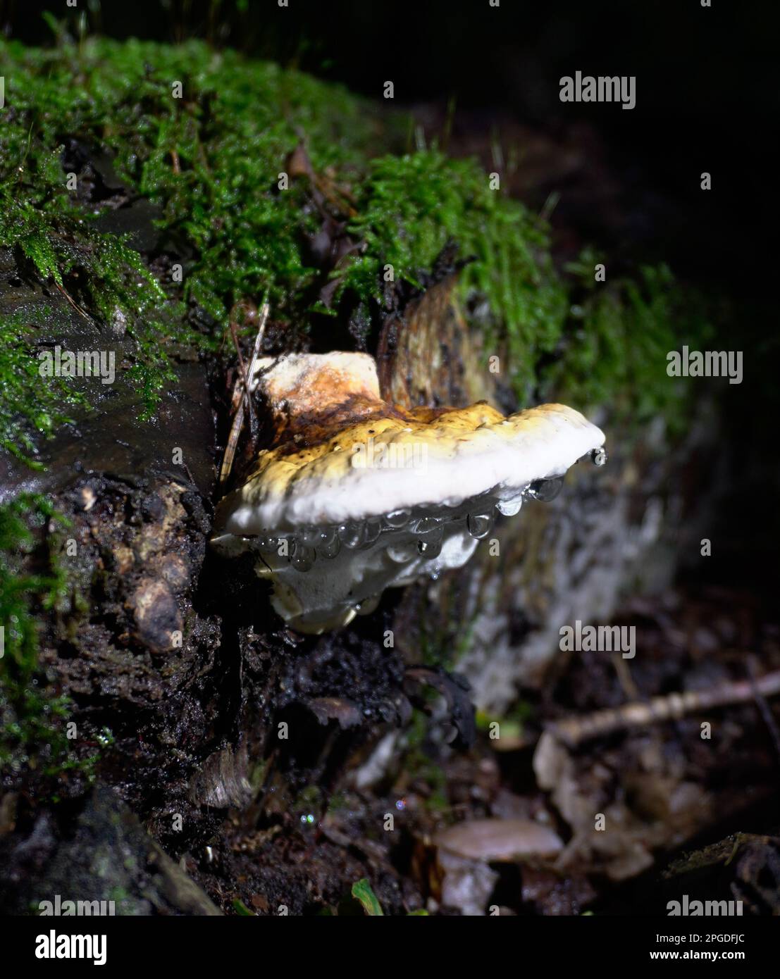 Pictures of funghi growing from tree trunks during the day Stock Photo ...