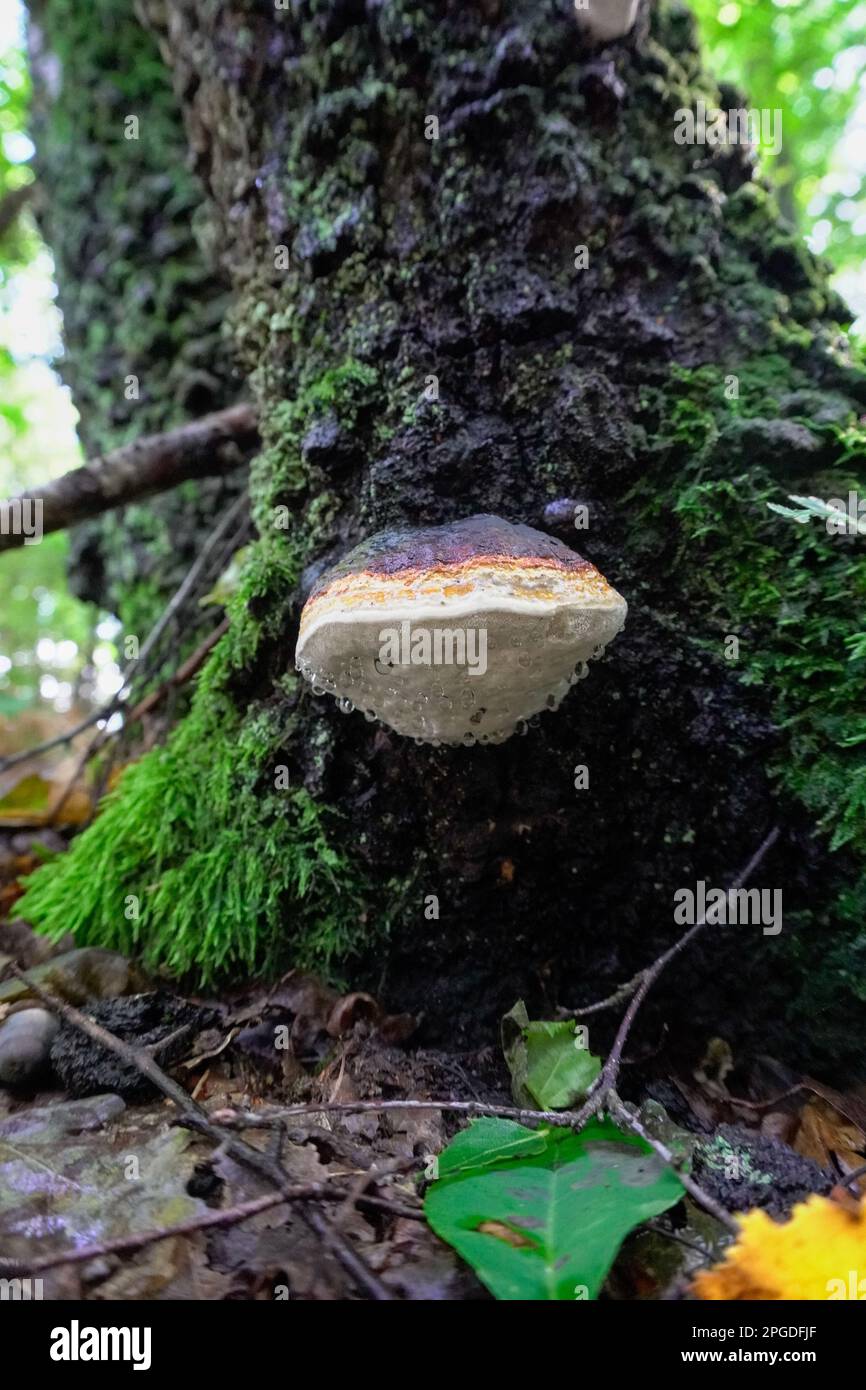 Pictures of funghi growing from tree trunks during the day Stock Photo ...