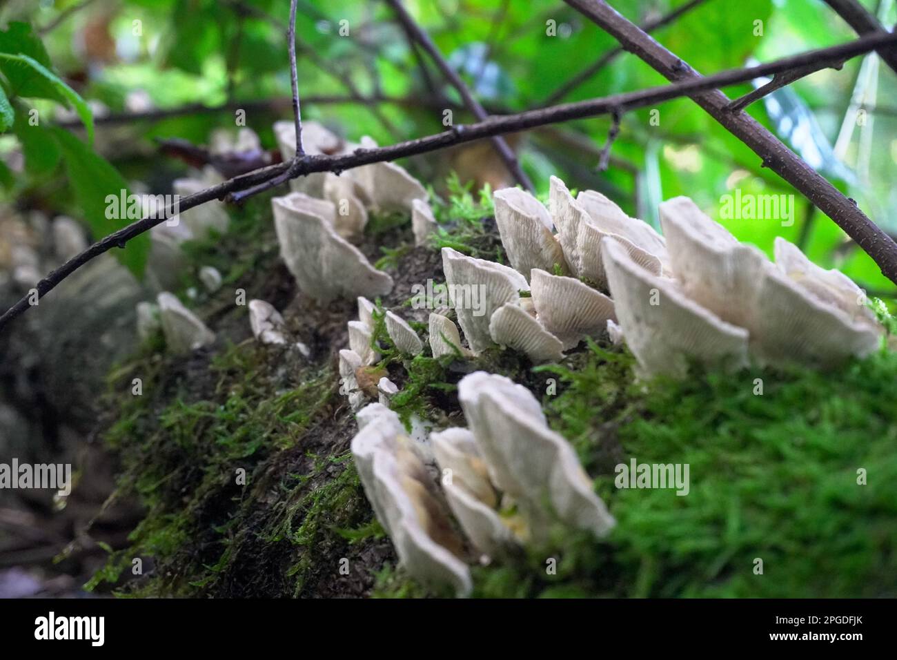 Pictures of funghi growing from tree trunks during the day Stock Photo ...