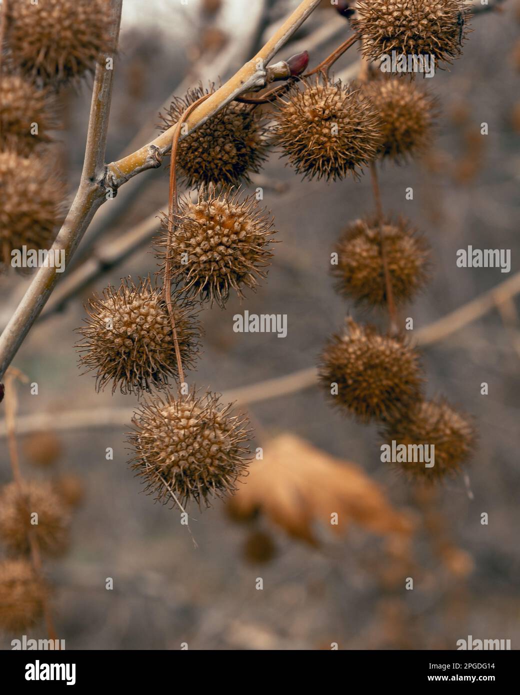 Plane tree fruits on the branches in early spring Stock Photo - Alamy