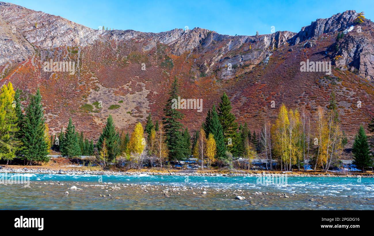Siberia birch trees hi-res stock photography and images - Alamy