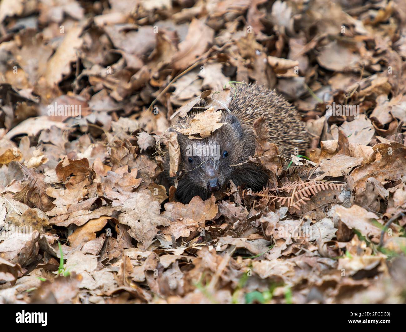 Hedgehog Walking in the Leaf Litter Stock Photo - Alamy
