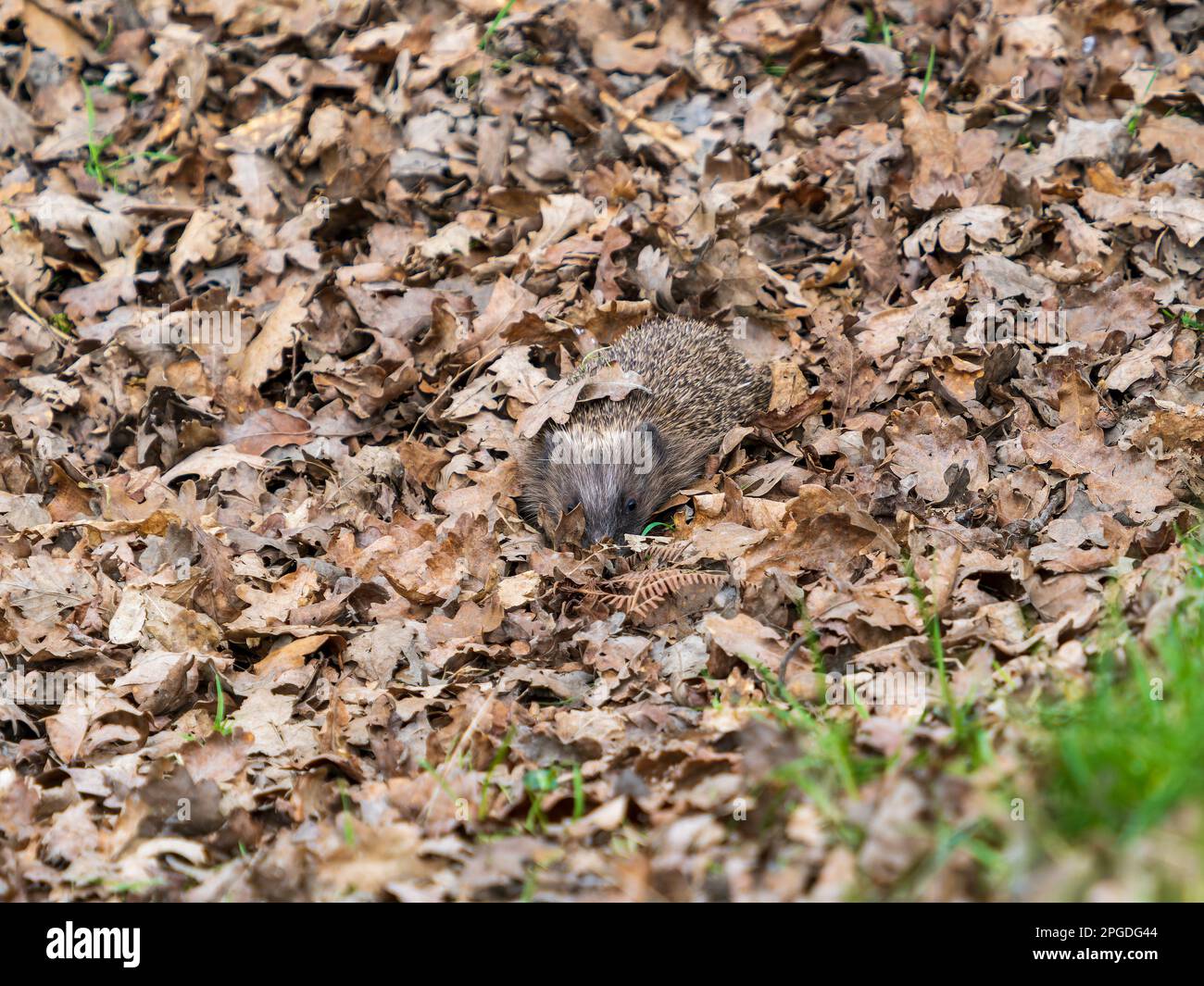 Hedgehog Walking in the Leaf Litter Stock Photo - Alamy