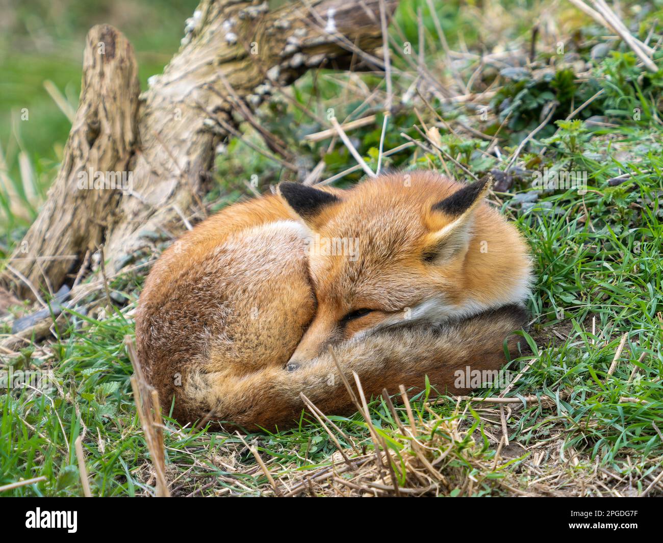 Red Fox Curled Up Sleeping Stock Photo - Alamy