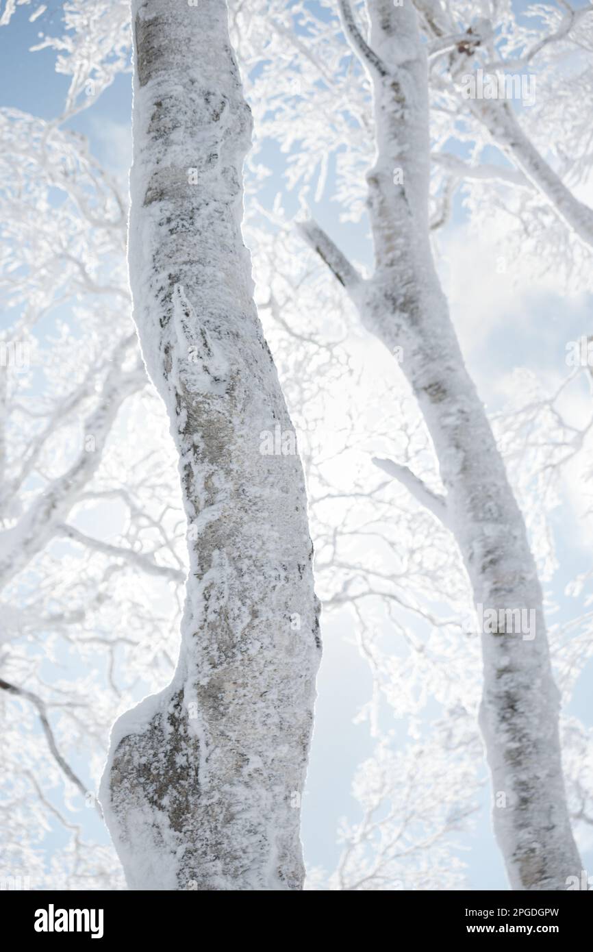 Two icy frozen tree trunks and sunlight Stock Photo - Alamy