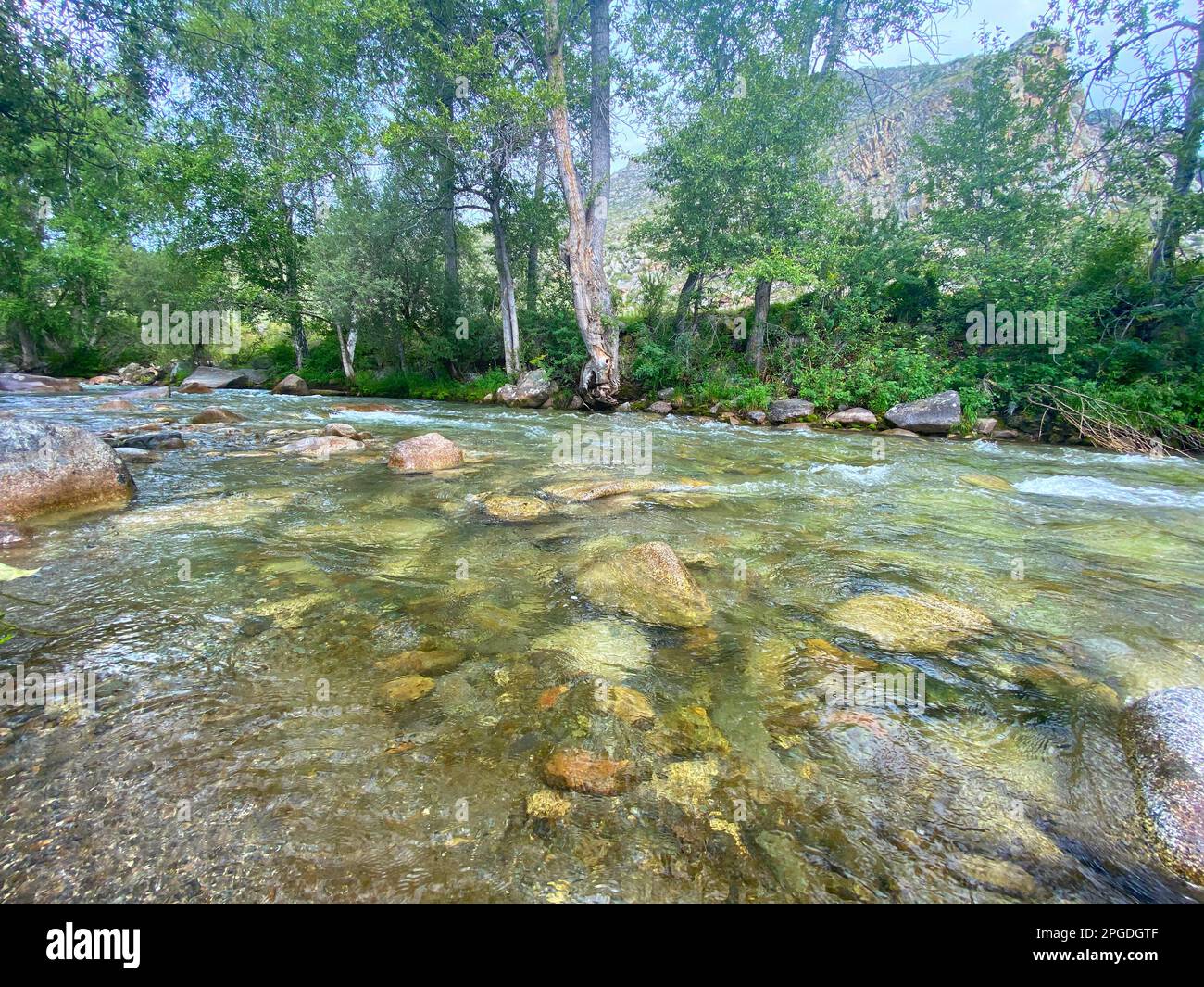 Clear water of a mountain stream with stones in a forest in Altai ...
